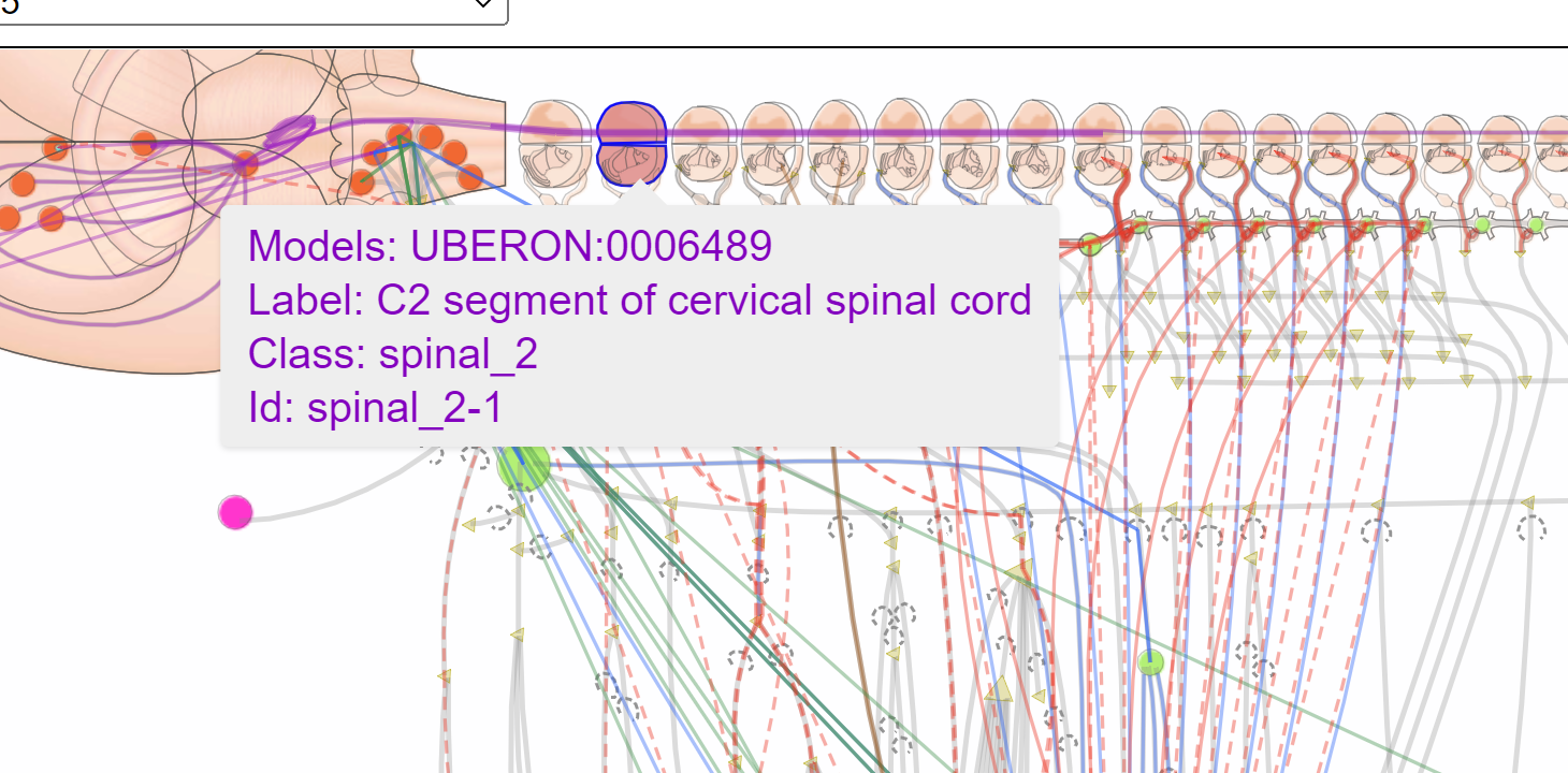 removal of .group id markers for spinal cord segments · Issue #18 · AnatomicMaps/flatmap-maker ...