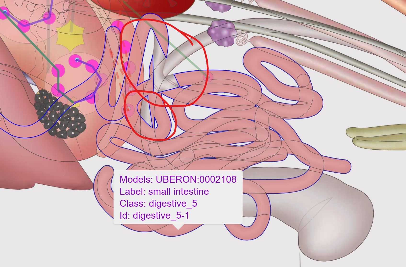 Rendering of lines on the map · Issue #19 · AnatomicMaps/flatmap-maker · GitHub