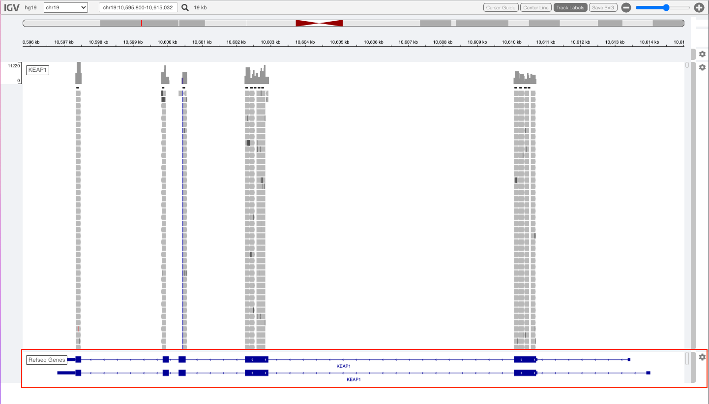 How to set Refseq Genes track height? · Issue #1484 · igvteam/igv.js · GitHub