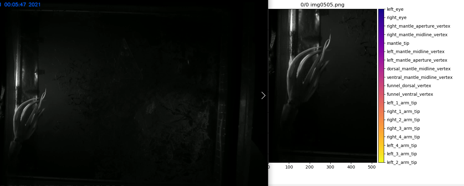 Image adjustments in labeling GUI to help the human labeler see low contrast body features ...