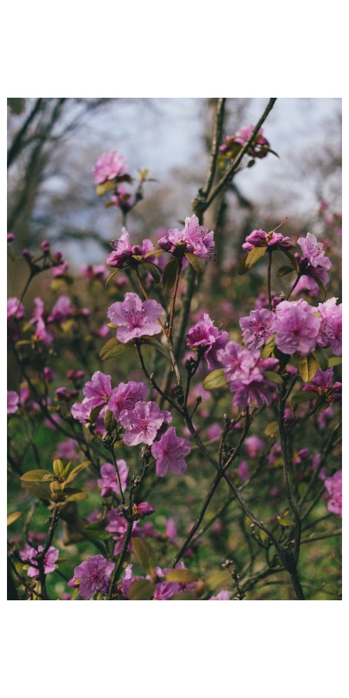 GitHub - bg-sumu/Image_Downscaler: Downscales the Image to Specified Ratio