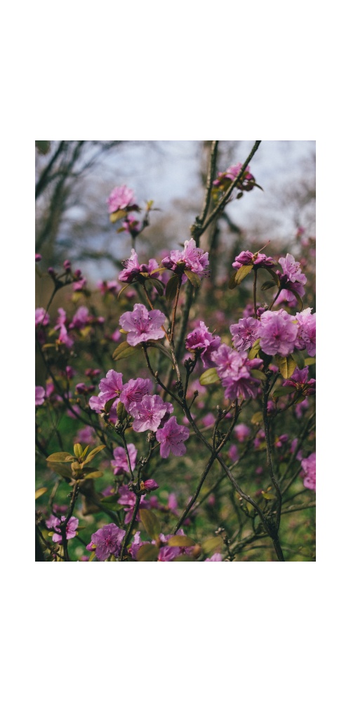 GitHub - bg-sumu/Image_Downscaler: Downscales the Image to Specified Ratio