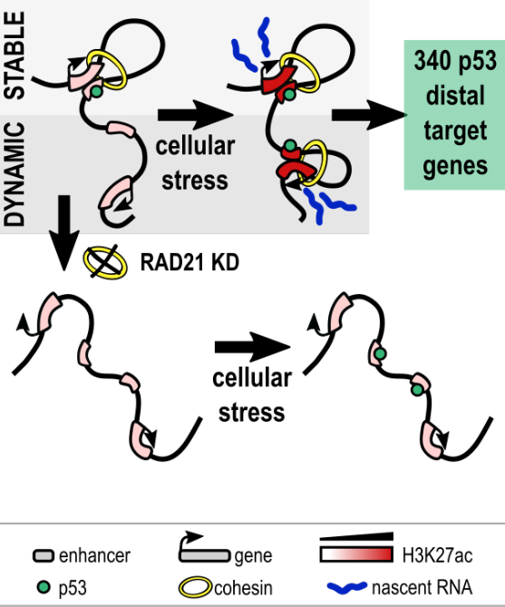 GitHub - JavierreLab/p53: Repository associated to the scientific publication: p53 rapidly ...