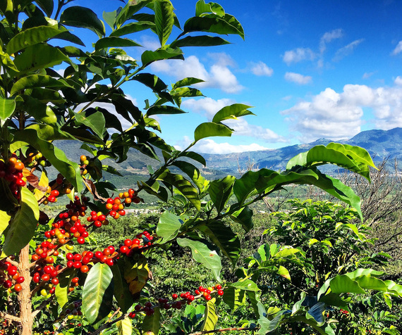 GitHub - GHASS19/RR_Coffee_Random_Forest_Classification_Case_Study