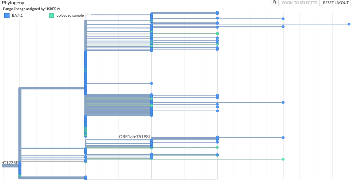 Fast BA.4.1 sublineage with S:1235F circulating in Israel (256 seqs ...