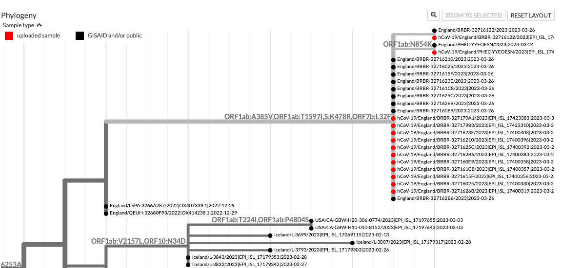 CH.1.1.2 sublineage with S:T478R, Orf7b:L31F, Orf9b:P51L, Orf1a:A385V, Orf1a:T1597I after Orf1b ...
