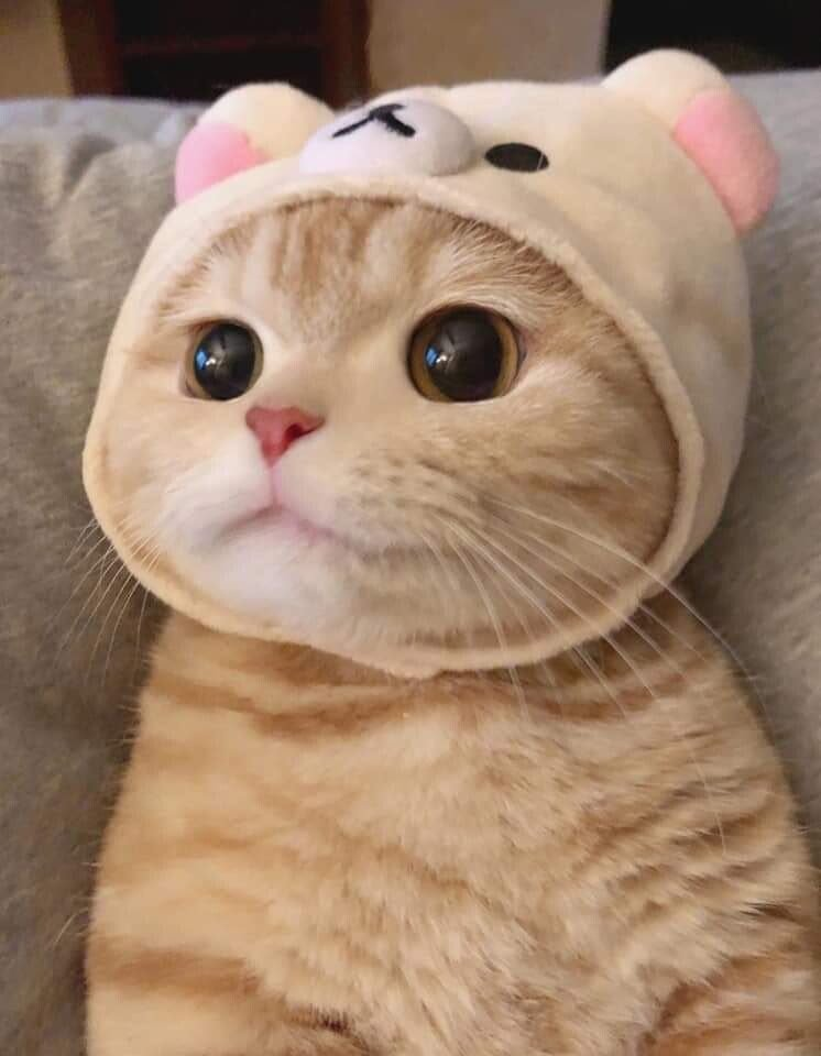 [QUESTION] How to add custom header for Video component · Issue #866 · Sub6Resources/flutter ...