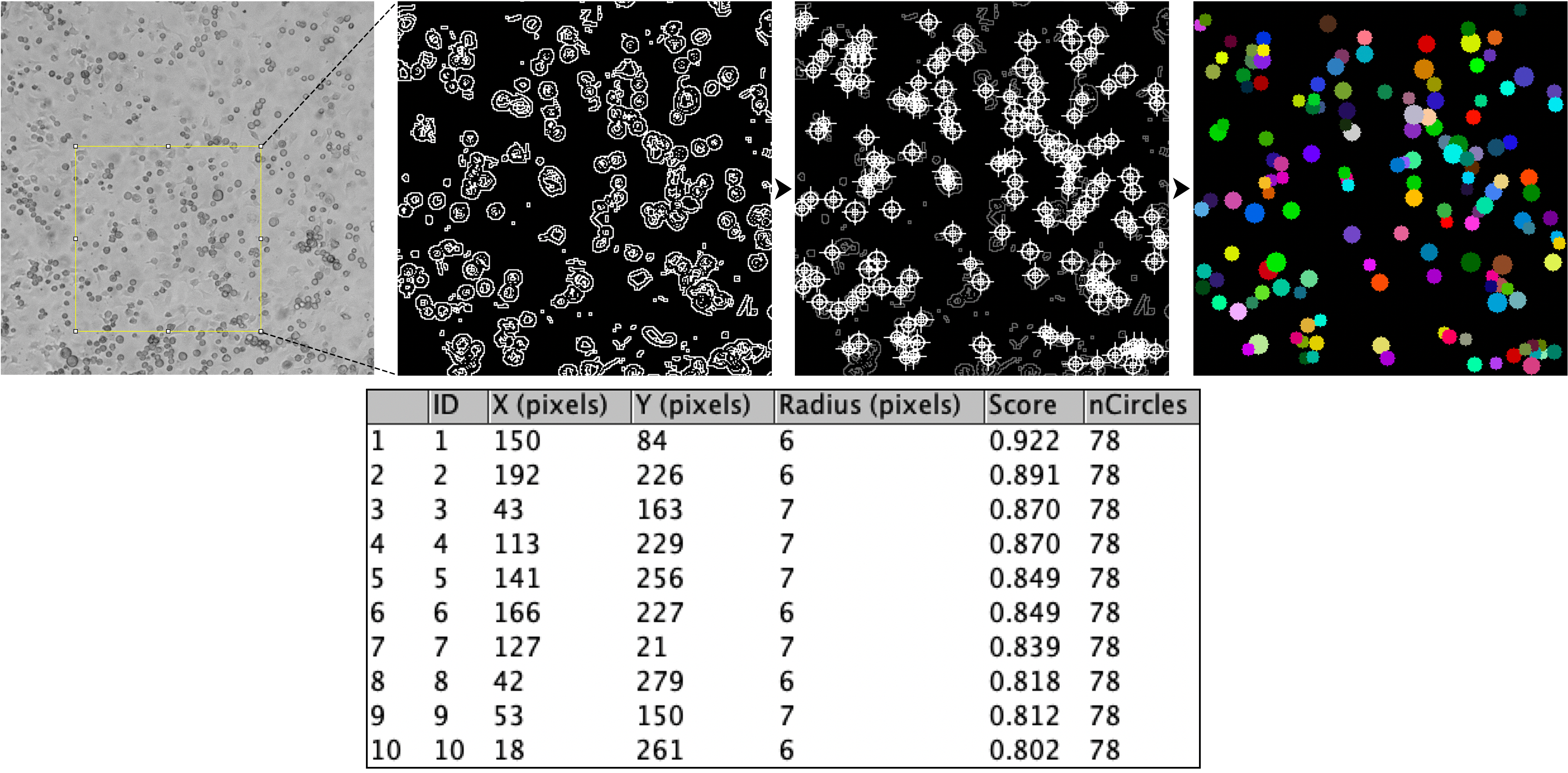 GitHub - DominickHellen/CellMatrices: Automated quantification of cell dynamics in culture using ...