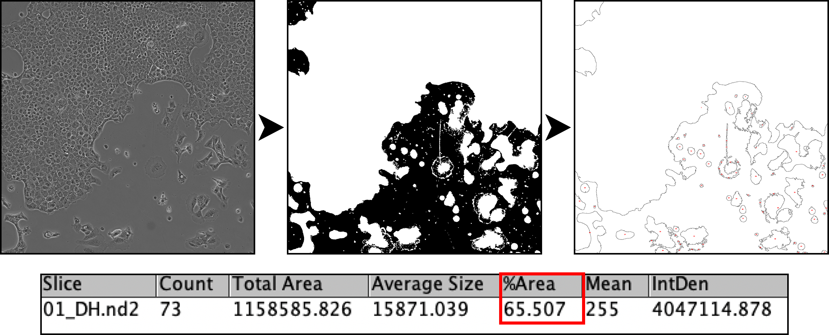 GitHub - DominickHellen/CellMatrices: Automated quantification of cell ...