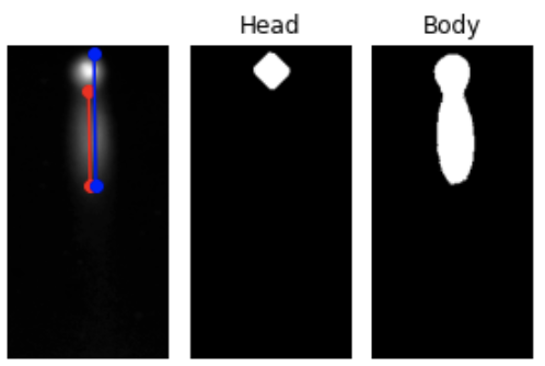 GitHub - finkbeiner-lab/AutoComet: Comet Assay