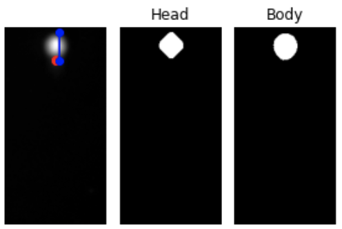 GitHub - finkbeiner-lab/AutoComet: Comet Assay · GitHub