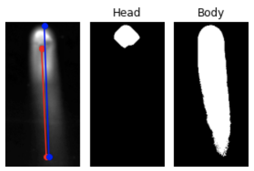 GitHub - finkbeiner-lab/AutoComet: Comet Assay · GitHub