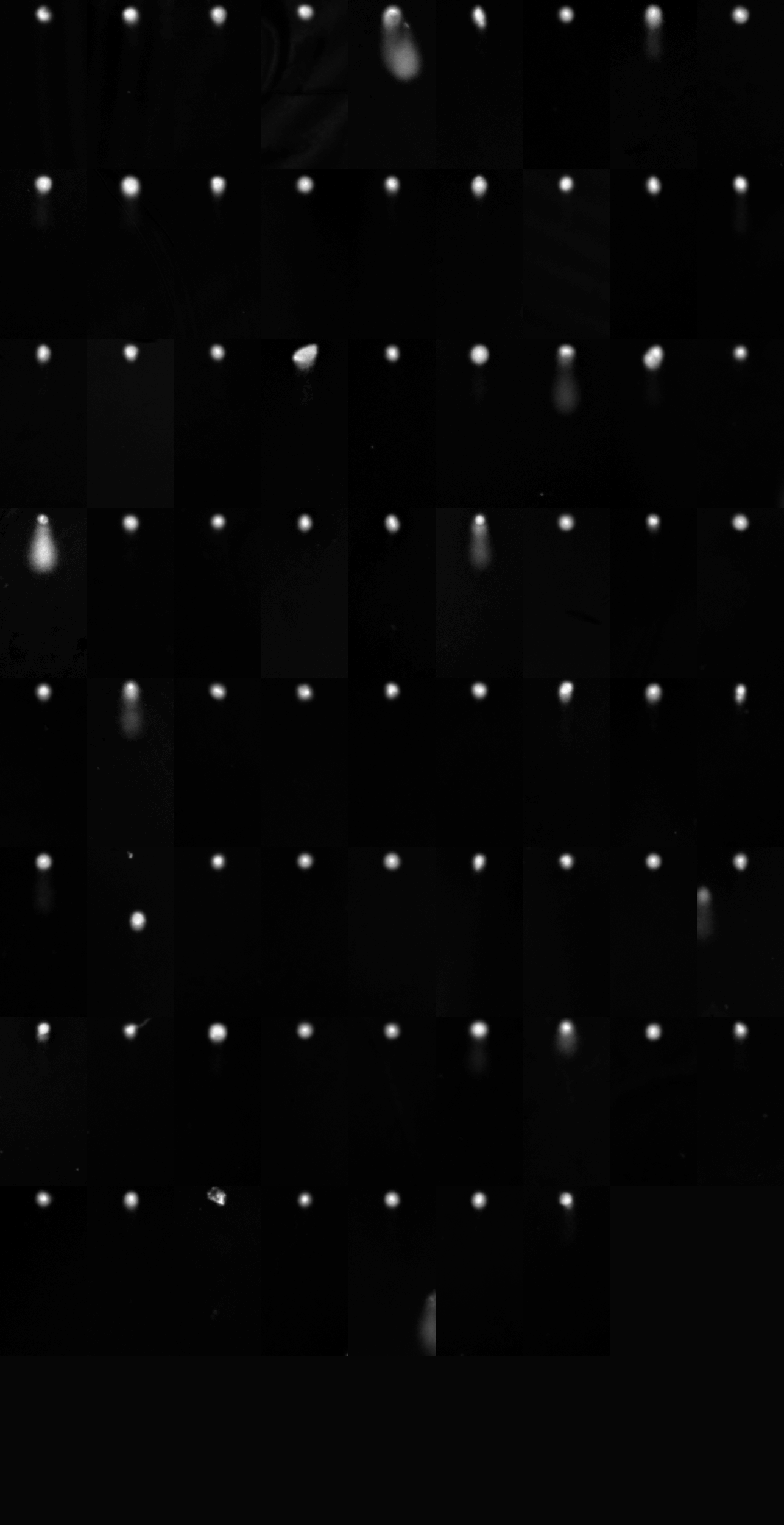 GitHub - finkbeiner-lab/AutoComet: Comet Assay