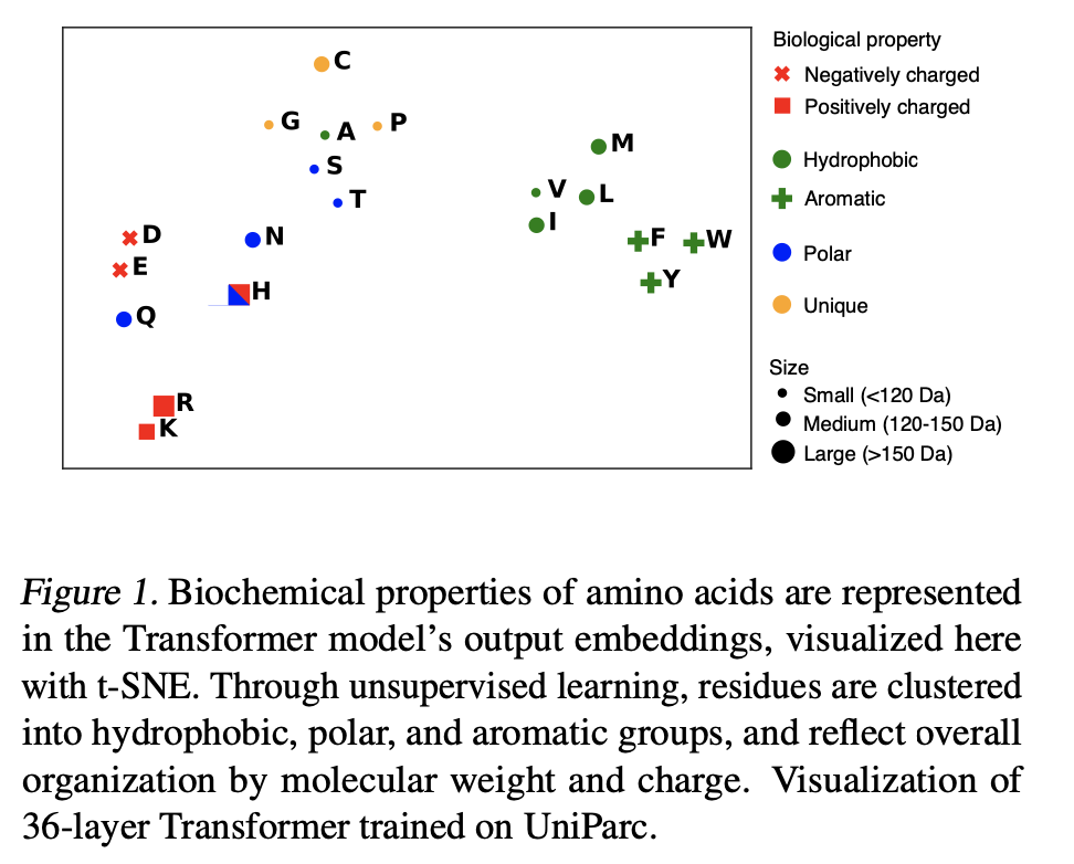 Get embedded representation of each amino acid type · facebookresearch ...