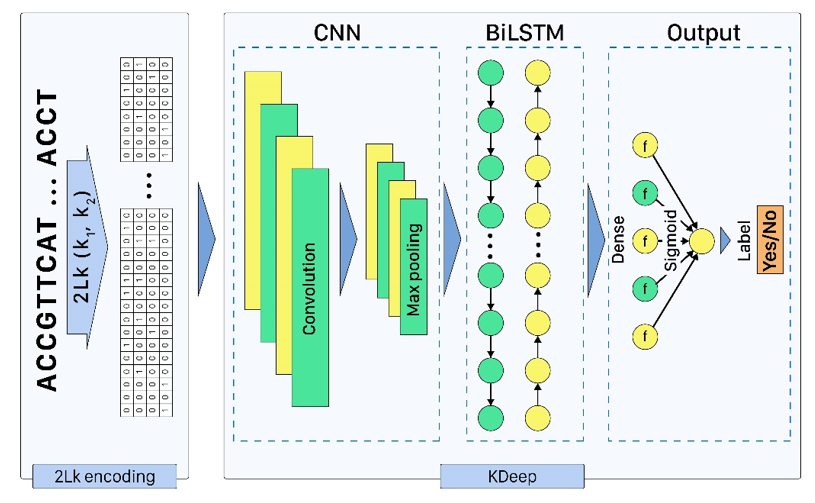 GitHub - nazanintbtb/KDeep: KDeep: a k-mer-based deep learning approach for predicting DNA/RNA ...