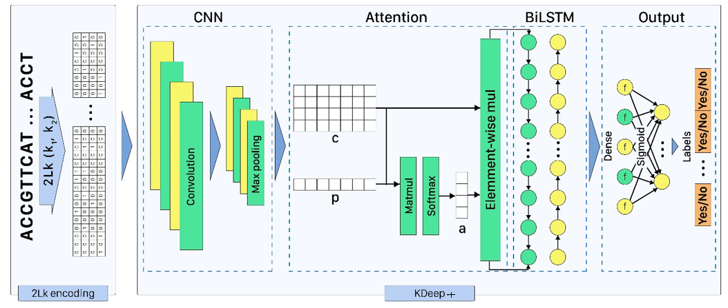 GitHub - nazanintbtb/KDeep: KDeep: a k-mer-based deep learning approach ...
