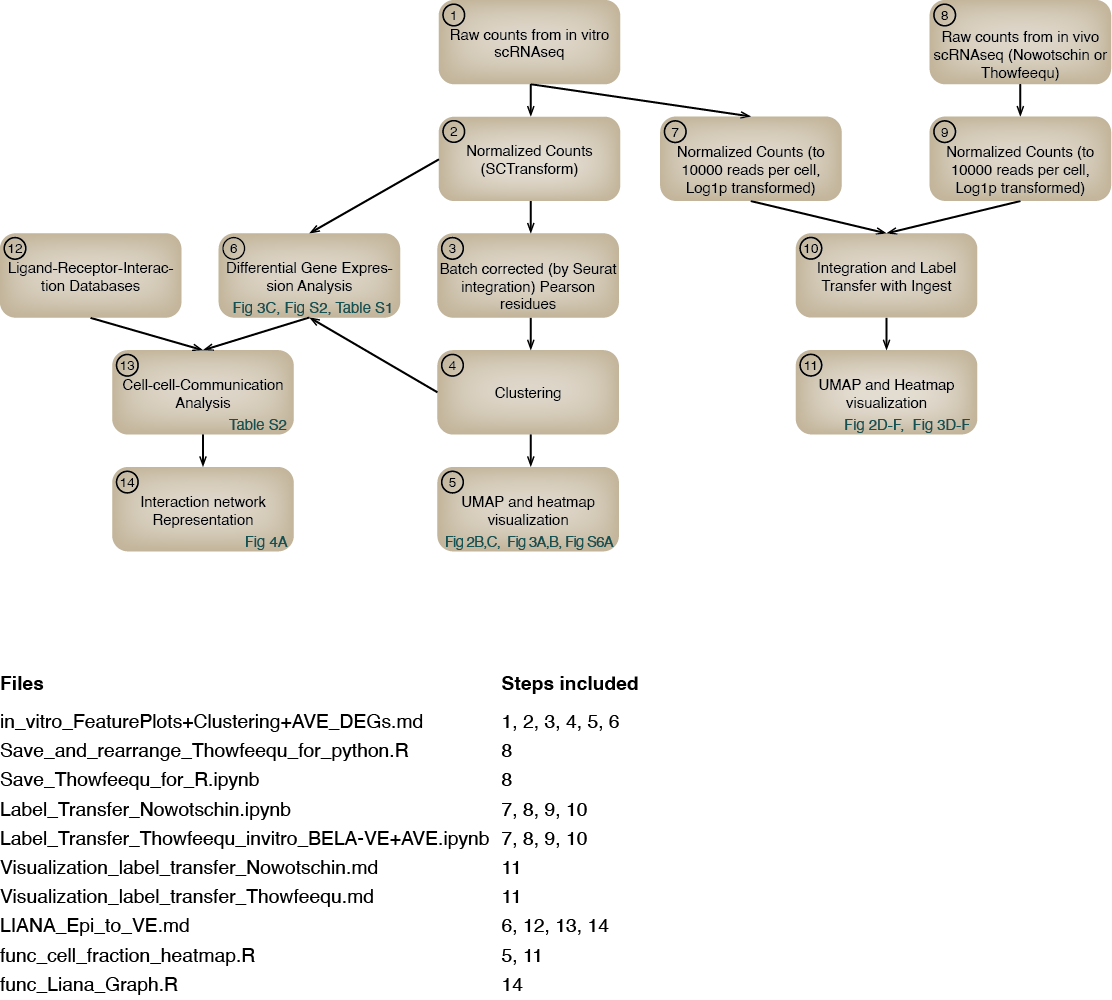 GitHub - mfernkorn/BELAs_Schumacher_et_al: scRNAseq analysis code for ...