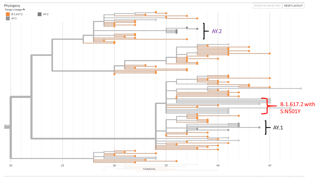 Potential new sub-lineage of B.1.617.2 with Spike N501Y AA in Turkey ...