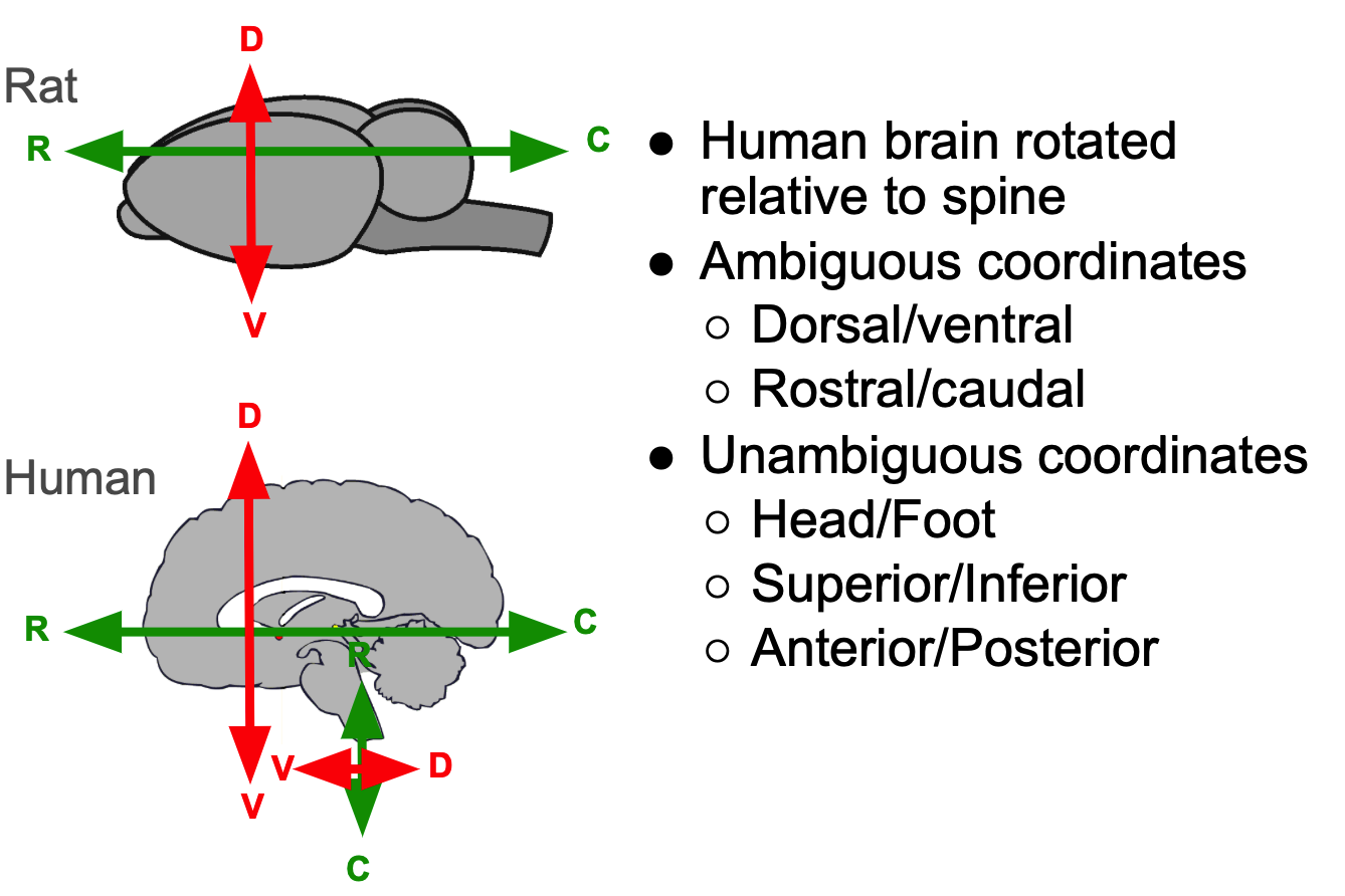 Error: Anatomical Orientation Type (0010,2210) is QUADRUPED: rotate ...