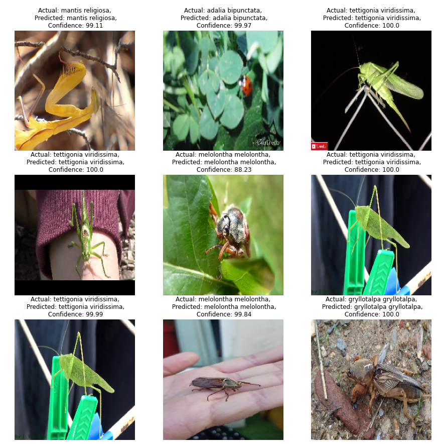 GitHub - deksa89/Insect-classification-model-tensorflow-keras