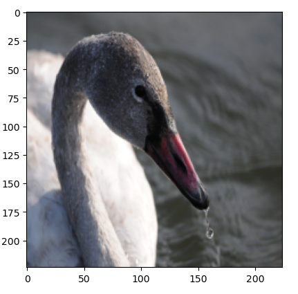 GitHub - tameidan/CSE455FinalProject: Final Project for CSE455 (Kaggle Bird Classifier Competition)