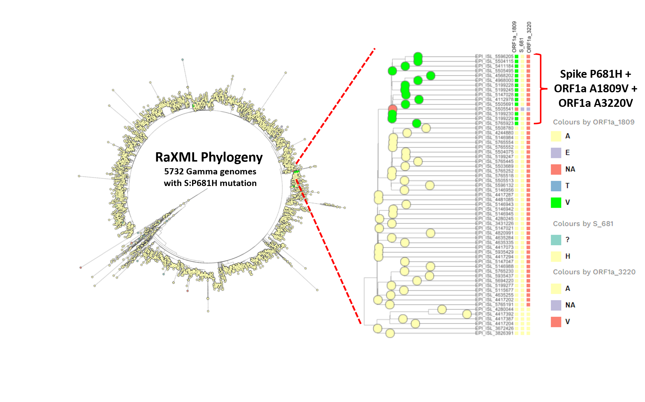 New sub-clade of P.1 (Gamma) lineage circulating in Peru with spike ...