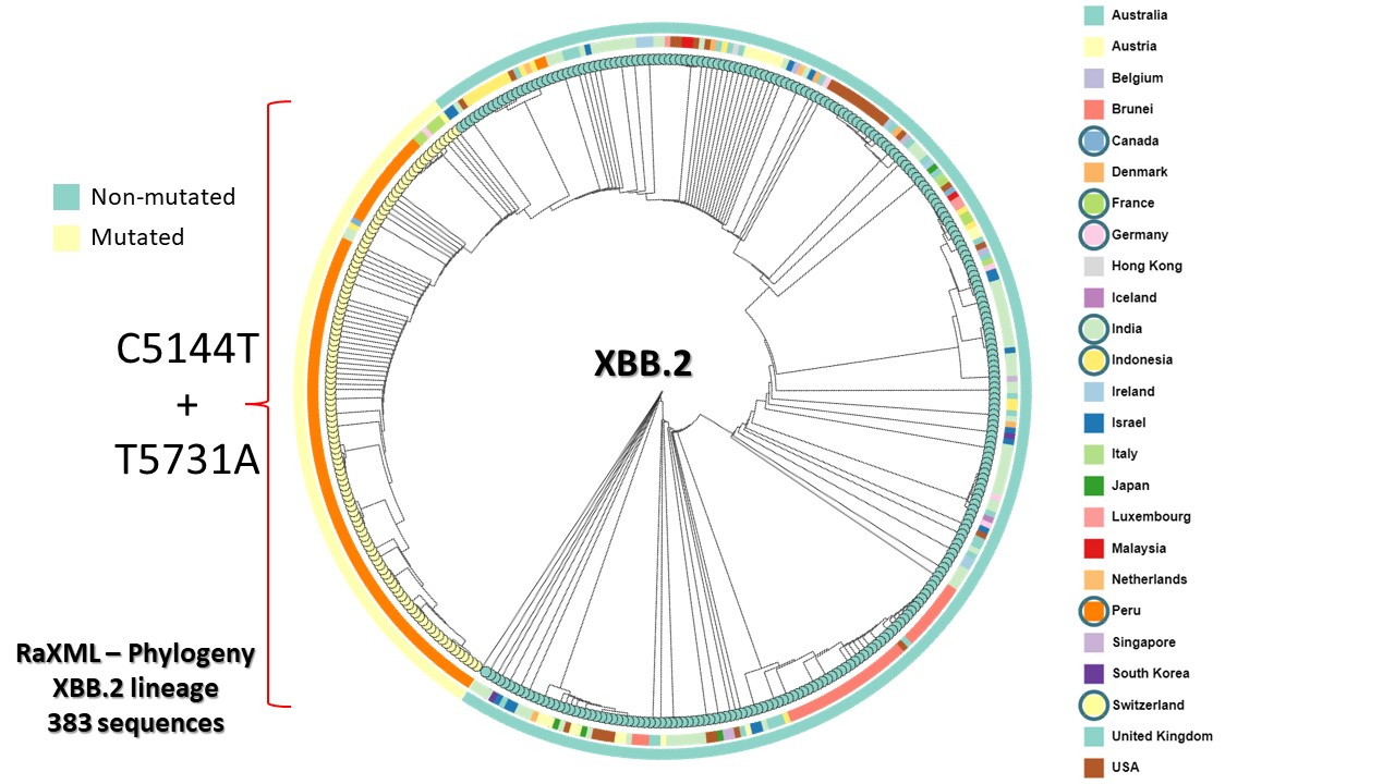XBB.2 sublineage with S:L452R (10 seq, Peru) · Issue #1381 · cov-lineages/pango-designation · GitHub