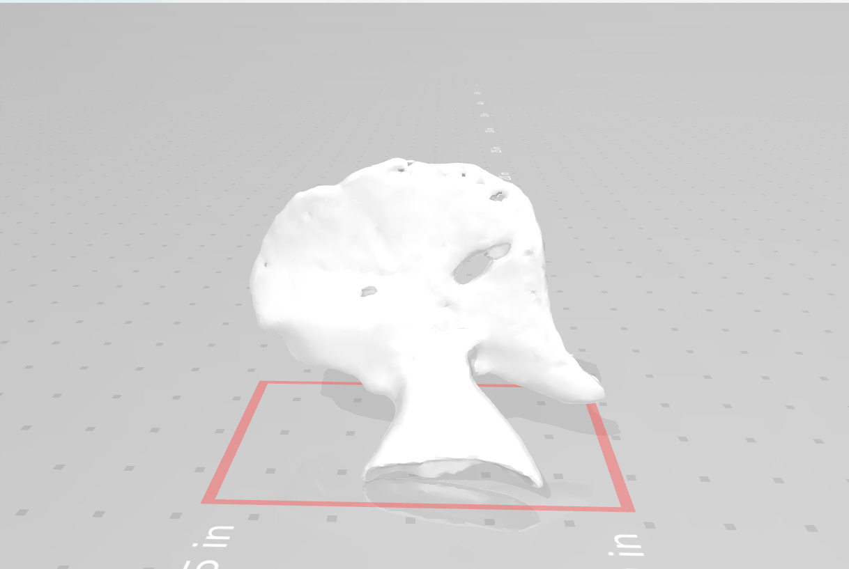 GitHub - emmylia18/salamander_scapula