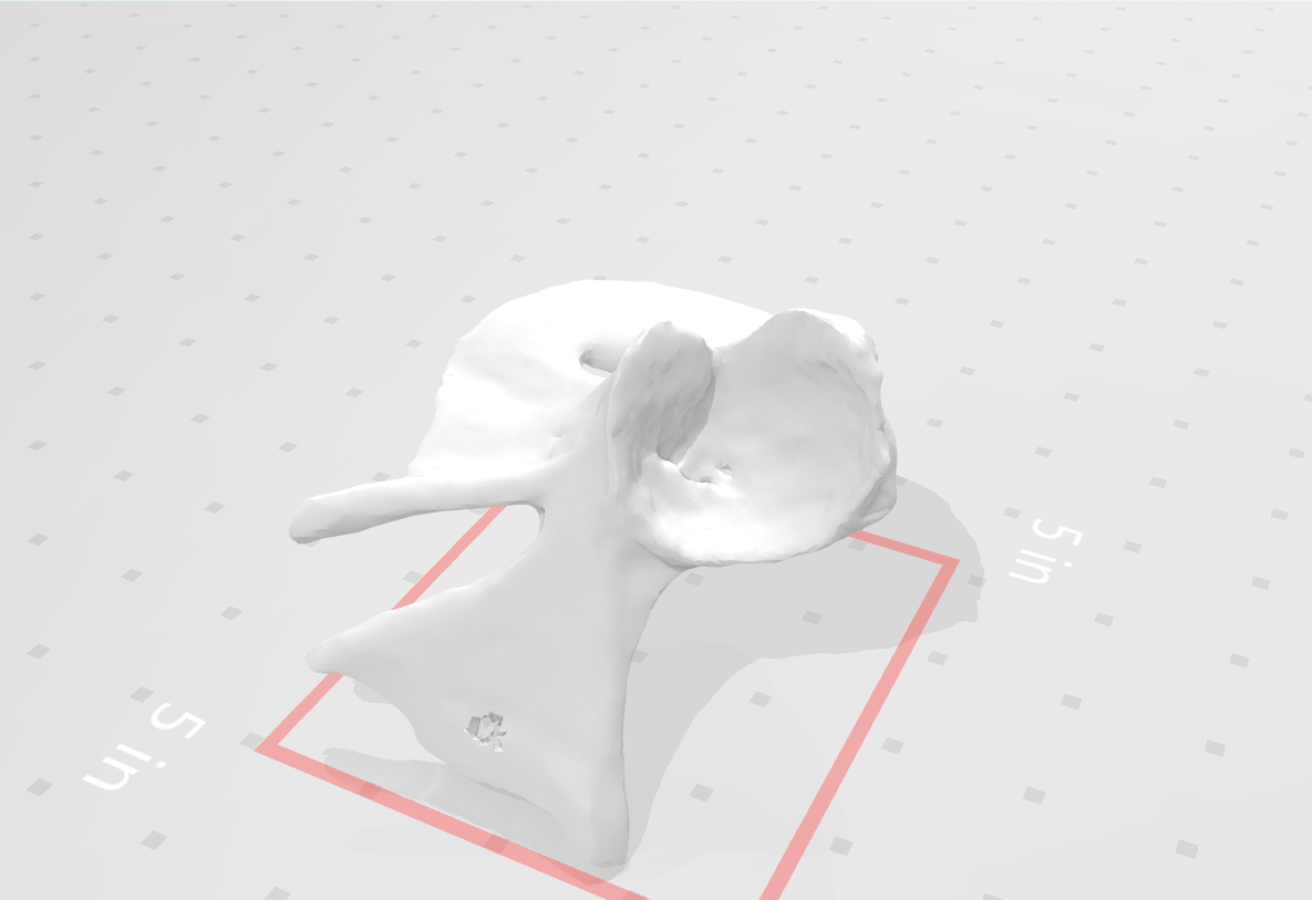 GitHub - emmylia18/salamander_scapula