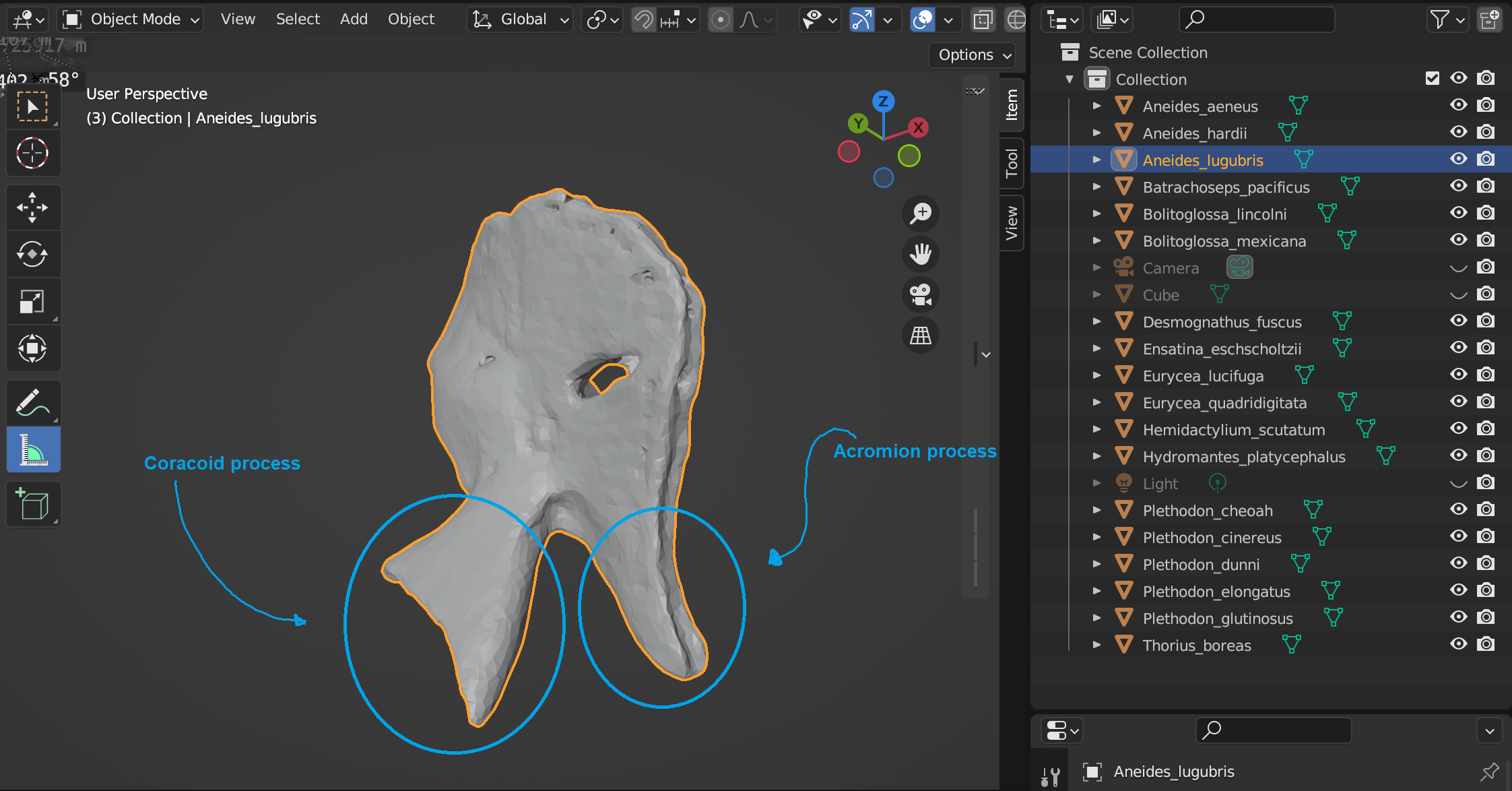 GitHub - emmylia18/salamander_scapula