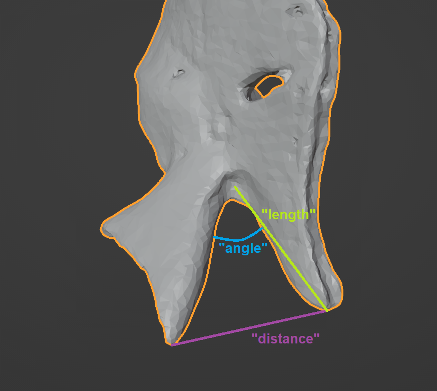 GitHub - emmylia18/salamander_scapula