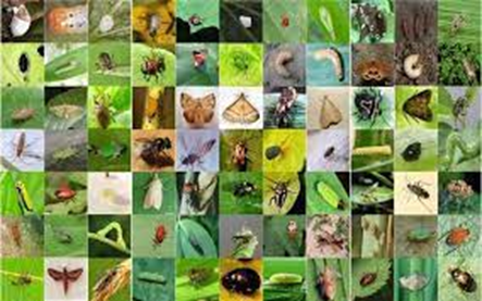 GitHub - Kovarthanan-murugan/Pest-and-disease-identification