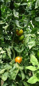 GitHub - rafa99rafa/Dataset-Tomato-Fruit: I created this dataset for ...