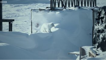 GitHub - ManthanKPatel/Camouflage-Detection