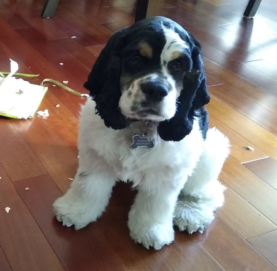 bikeswimrun (Bryan Hageman) · GitHub