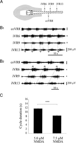 Central Pattern Generators - NeLy-EPFL/cobar-miniproject-2023 GitHub Wiki