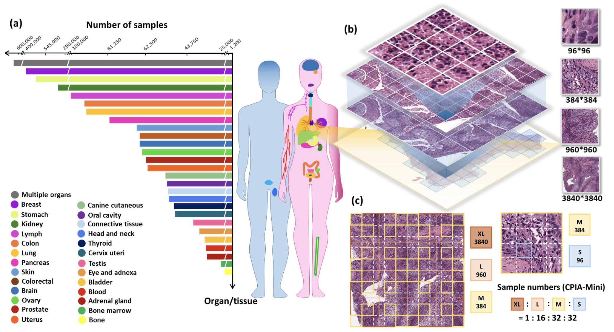 GitHub - zhanglab2021/CPIA_Dataset