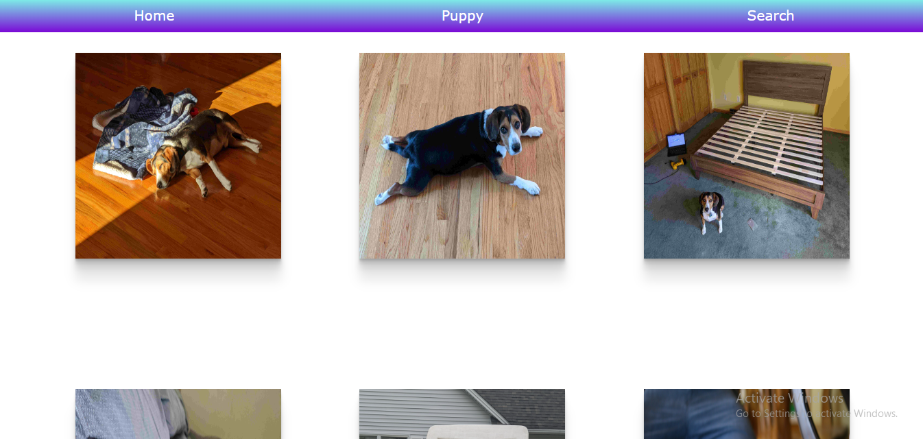 GitHub - RaviRanjan02/Dogs: A website where you can search and get images of different dogs breeds.