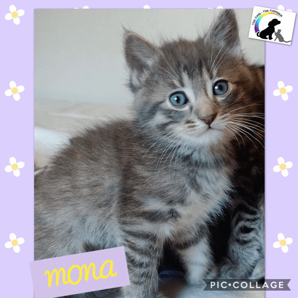 lazar360 (Nicolas Gautier) · GitHub