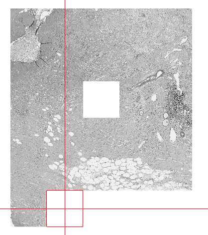 first image of a mosaic is blank · Issue #718 · microscope-cockpit ...