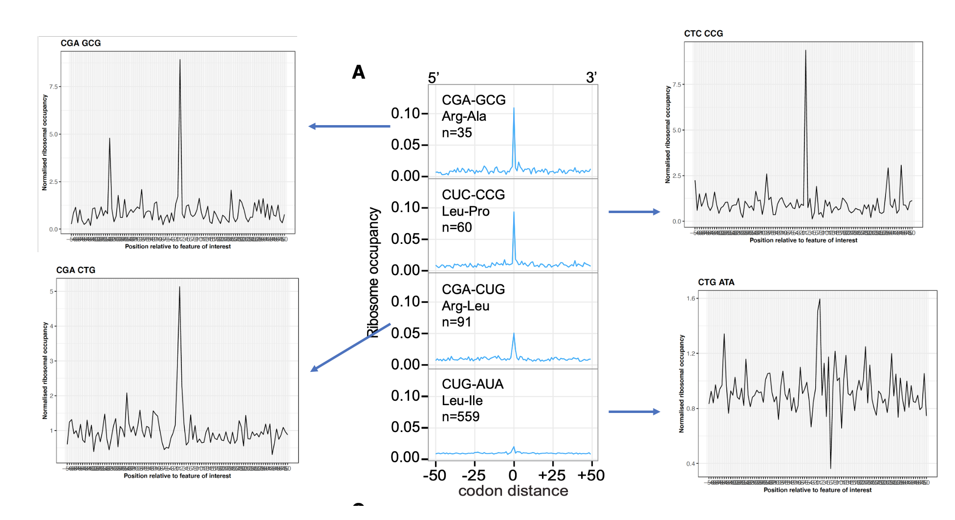 Analysing Inhibitory Codon Pairs (ICP) for new species · Issue #468 · riboviz/riboviz · GitHub