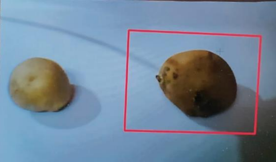 GitHub - Alonewolf963/Potato-Disease-Detection-using-Image-Processing ...