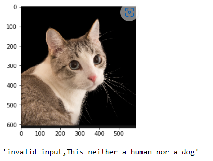 Github Memoelsamadony Dog Identification Program