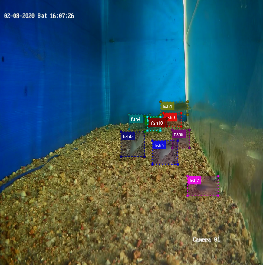 GitHub - shreesha-sur/Sillago-Sihama-Vid: An extensive dataset for fish behaviour analysis via ...