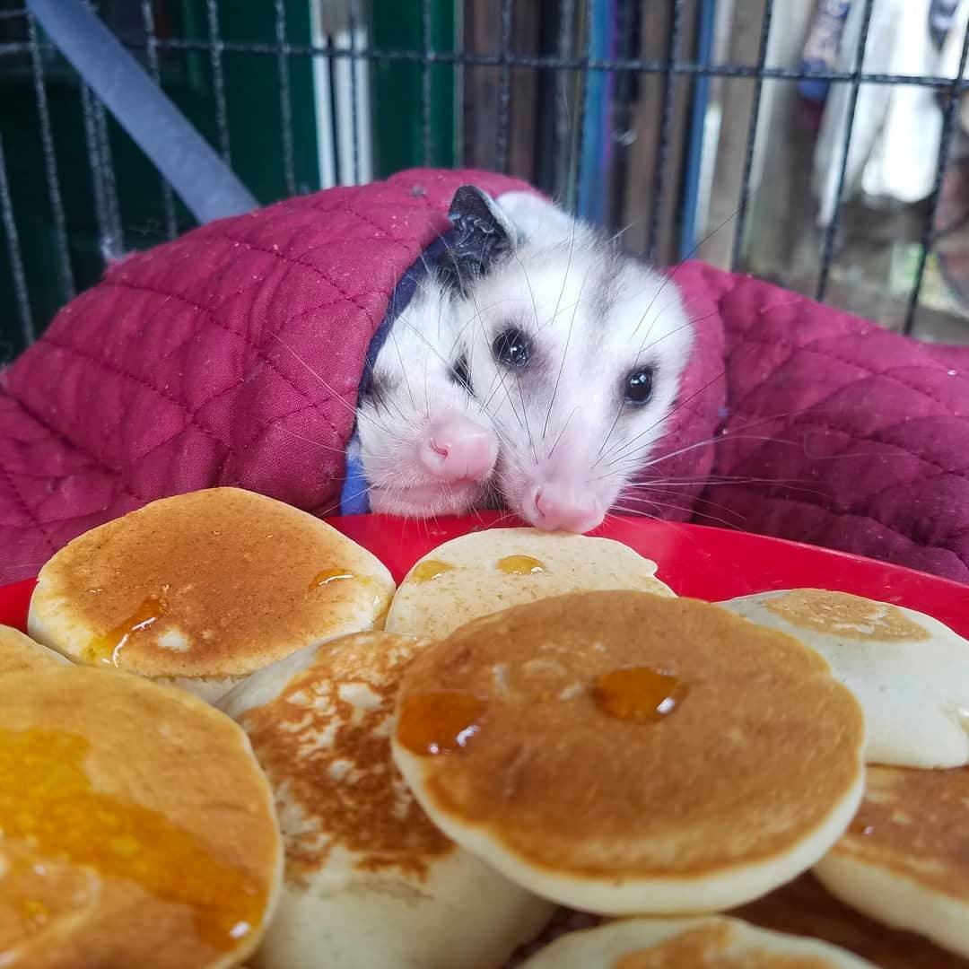 Staging Models - Best Practices · Issue #7 · dbt-labs/dbt-technical-blog-writing · GitHub