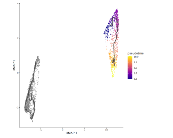 why pseudotime show only in one island of cells cluster · Issue #468 · cole-trapnell-lab/monocle ...