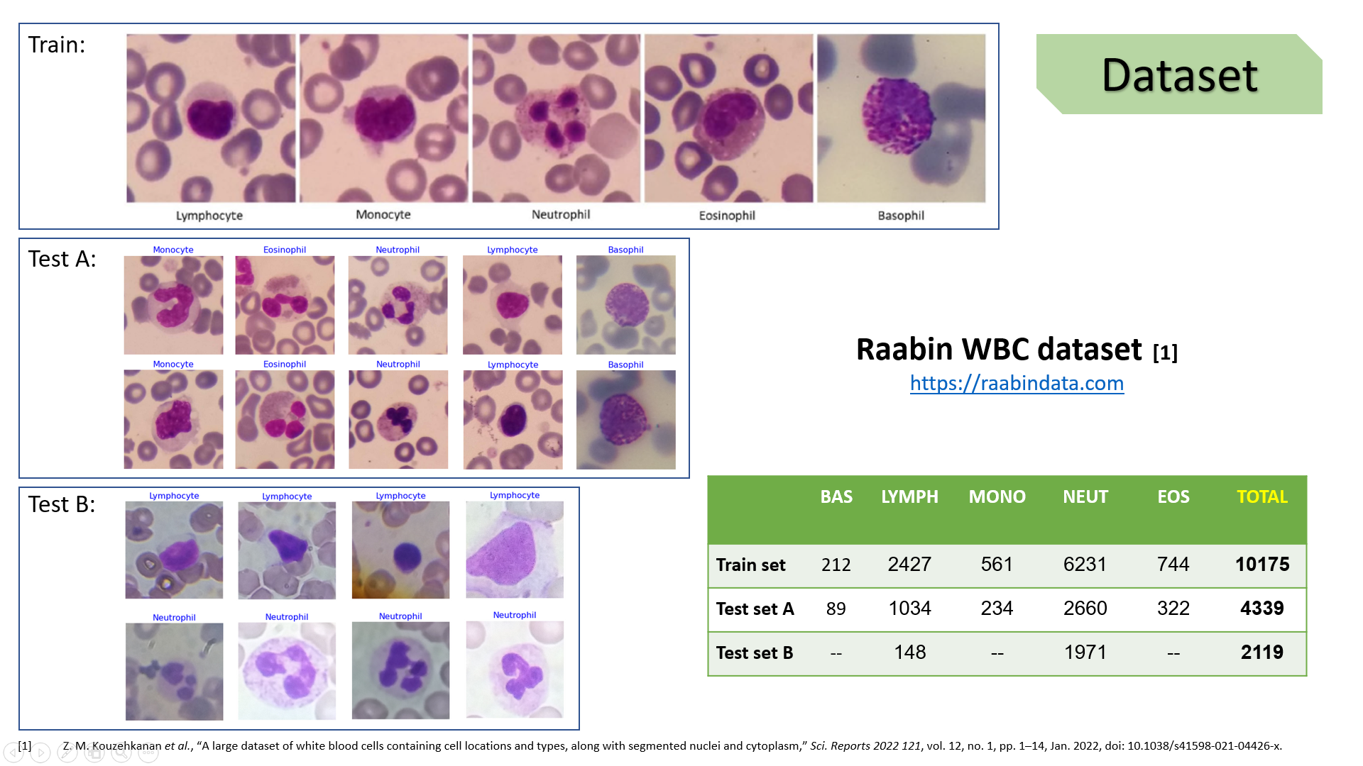 Github Mamireshraghi Wbc Classification Cnn Vit Ensemble Deep