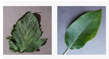 GitHub - giuliapeteani/Artificial-Neural-Networks-and-Deep-Learning-2021---First-Competition ...