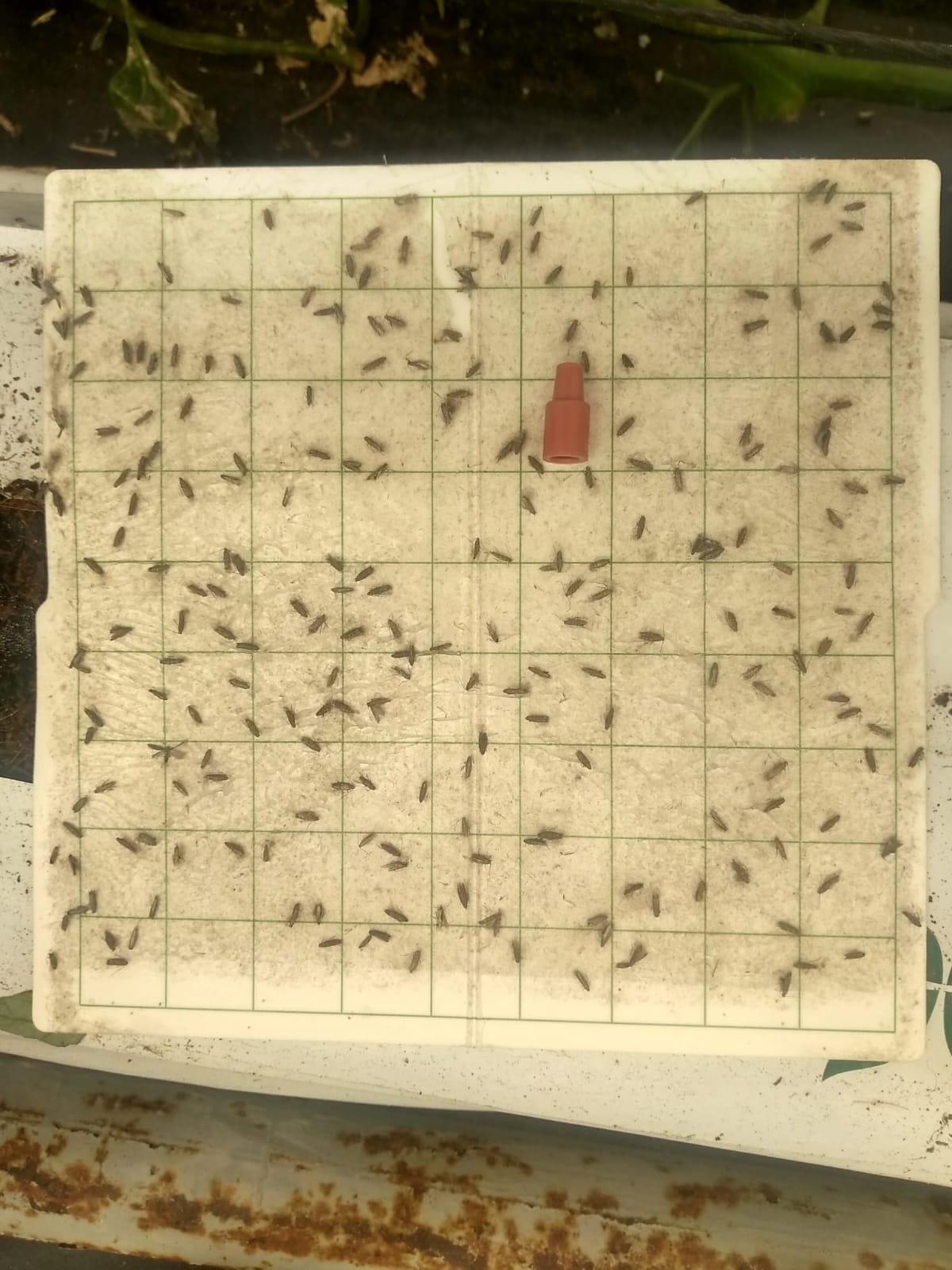 Github Hamzaabbas0 Mosquito Insects Detection Its Real Time