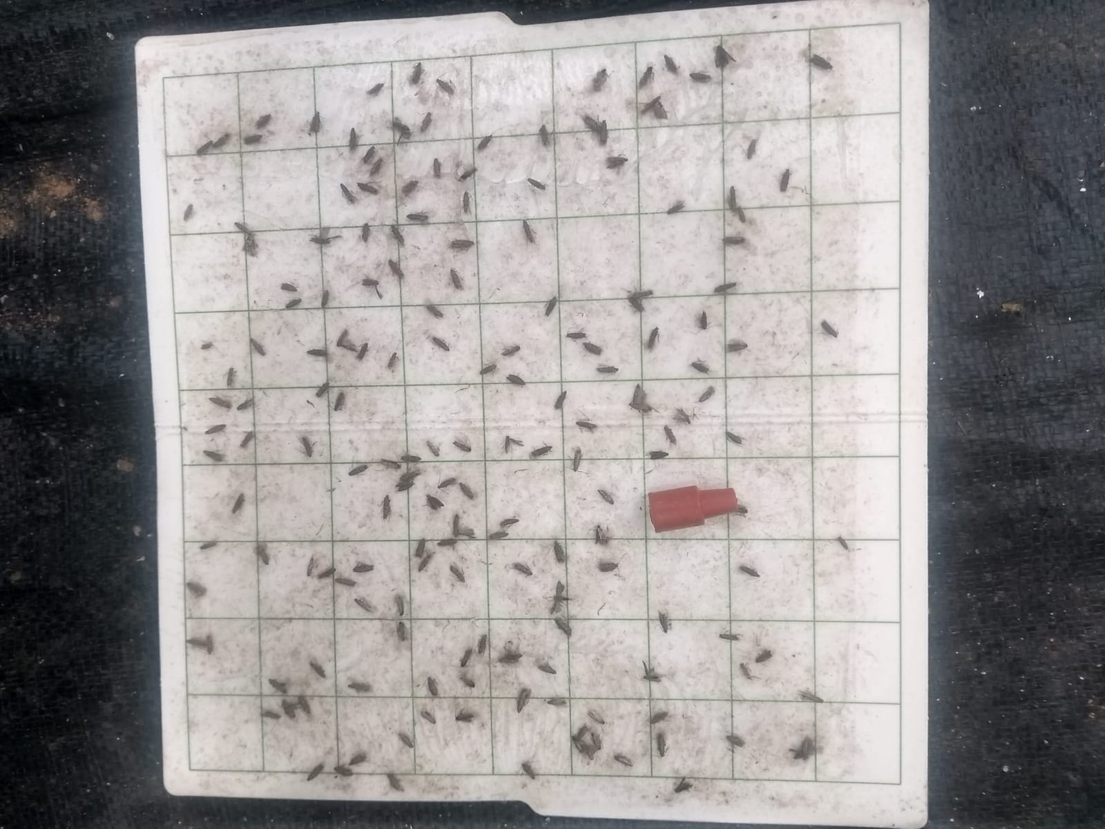 Github Hamzaabbas0 Mosquito Insects Detection Its Real Time